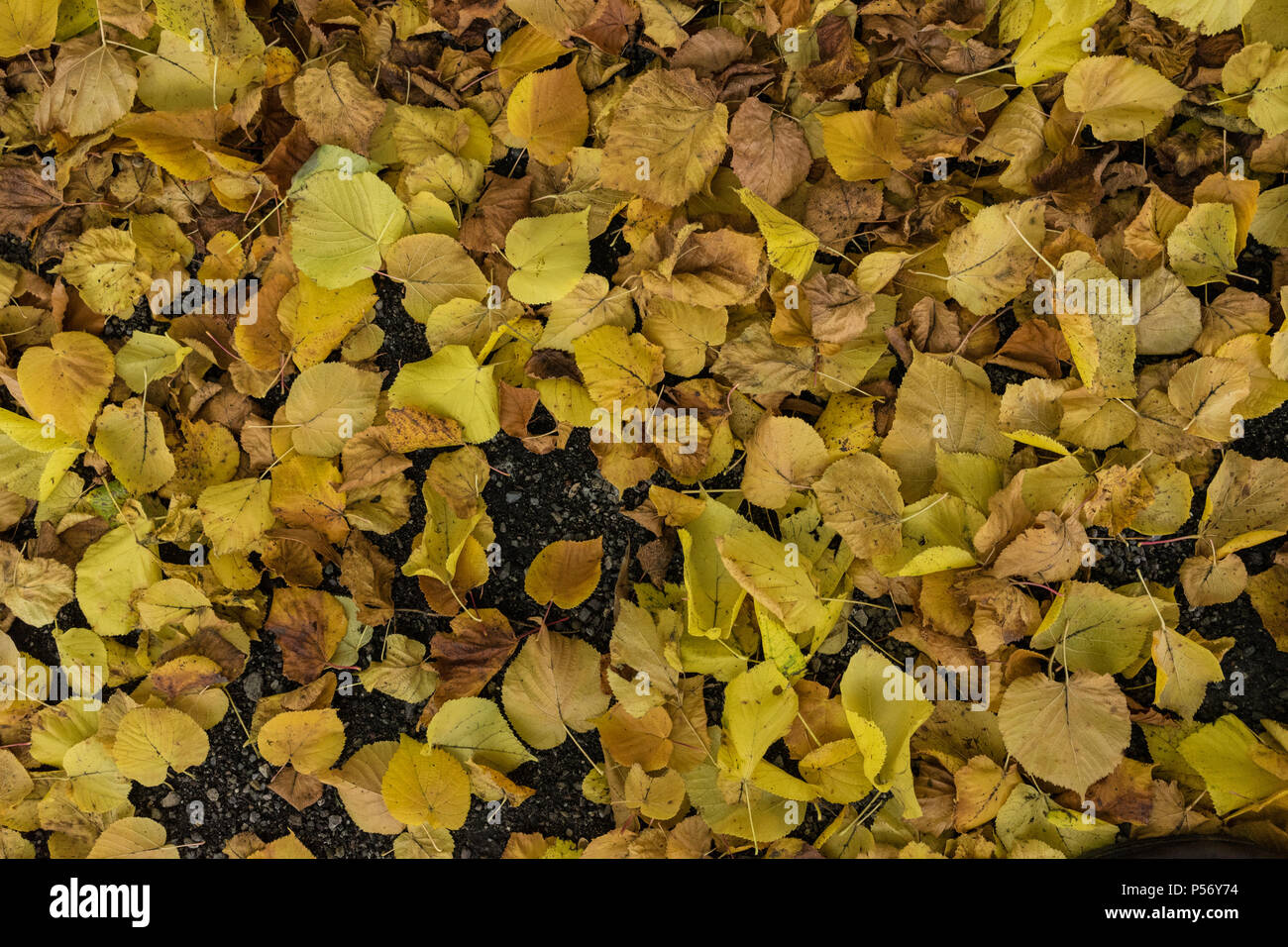 pile of yellow leaves full frame background texture Stock Photo - Alamy