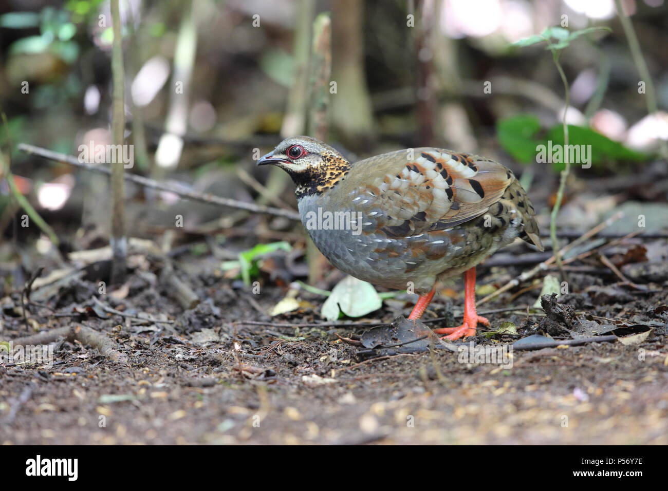 Rufous-throated partridge (Arborophila rufogularis) in Da lat, Vietnam ...