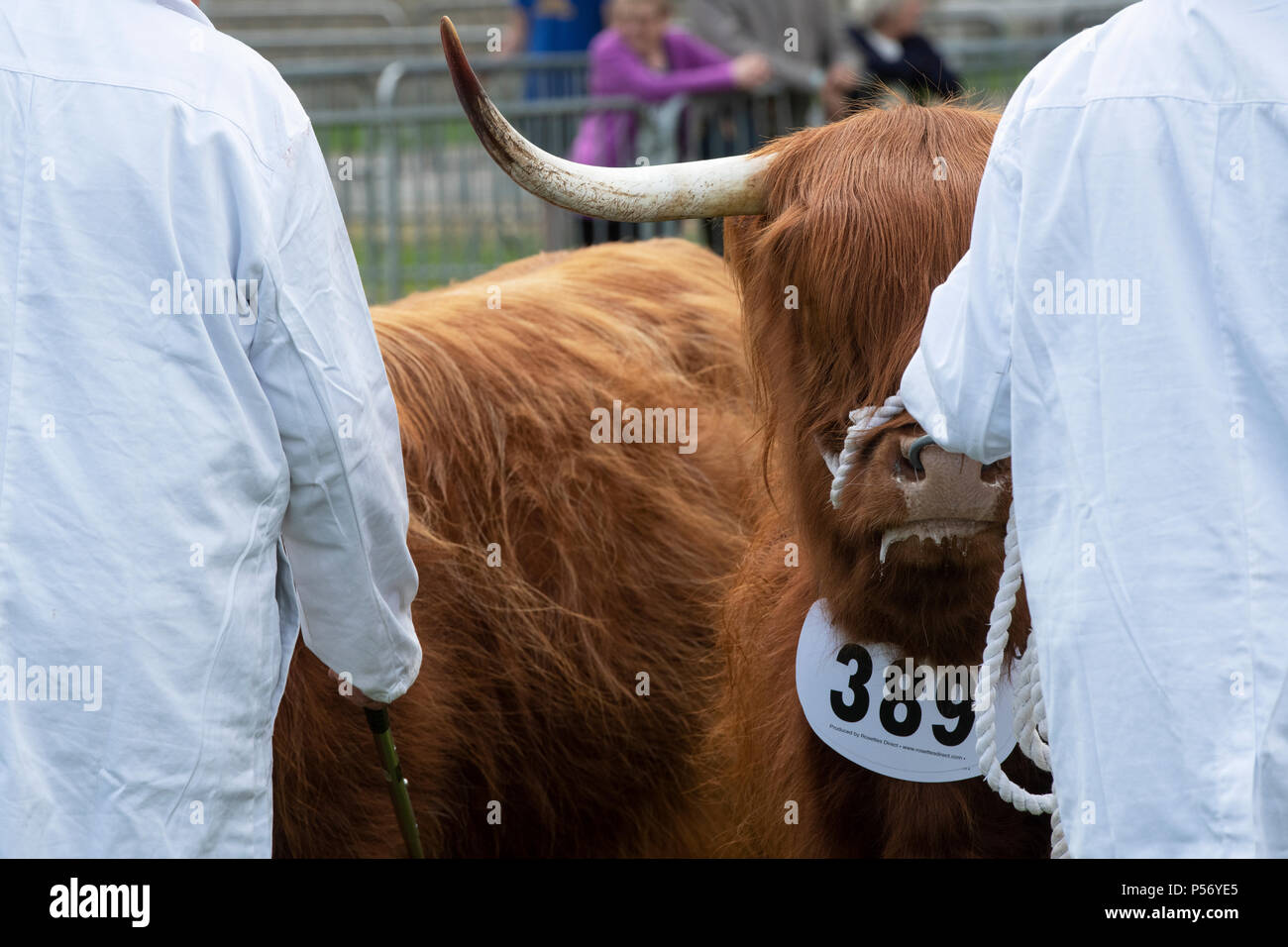 Highland cow eye hi-res stock photography and images - Alamy