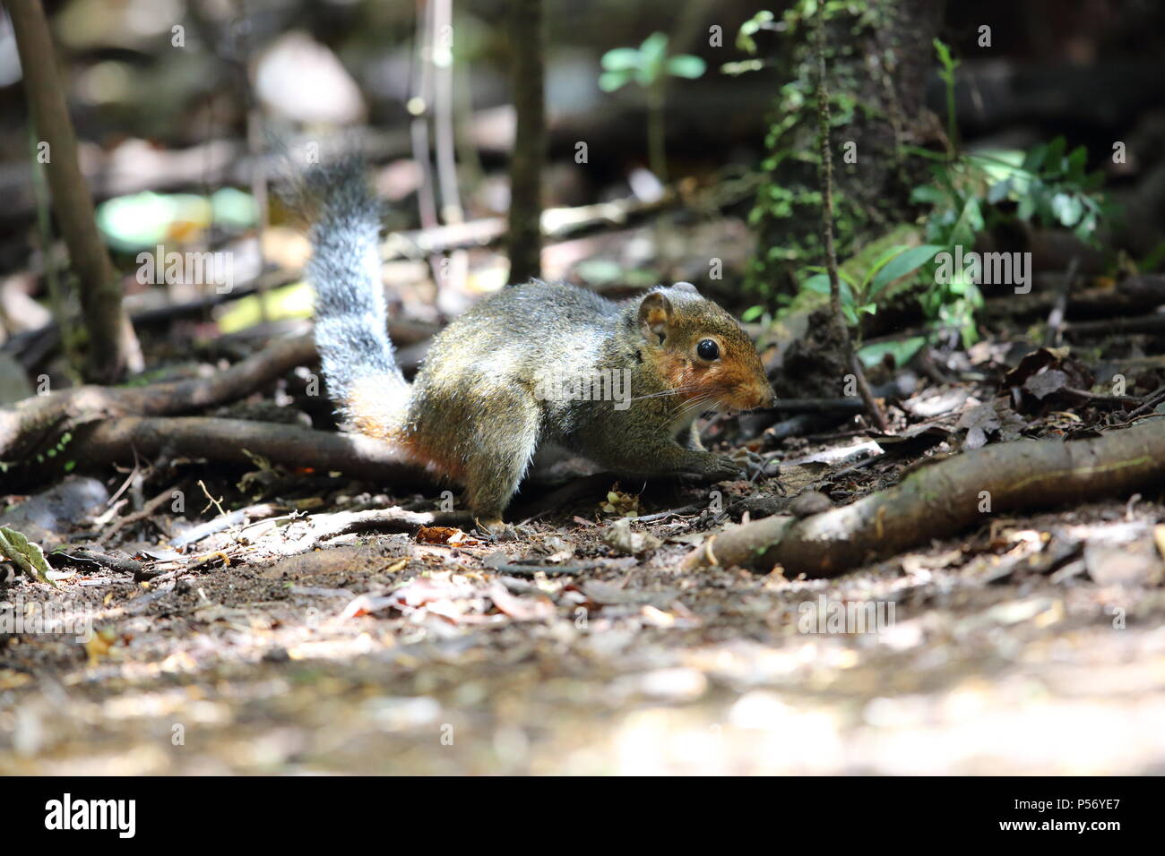 Asian red cheeked squirrel hi-res stock photography and images - Alamy