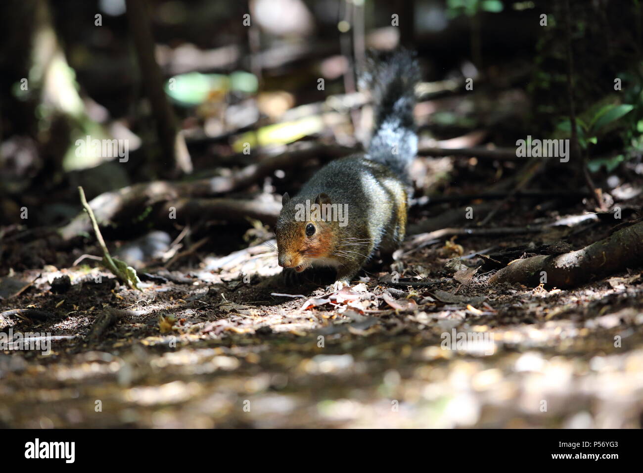 Asian red-cheeked Squirrel (Dremomys rufigenis) in Da lat, Vietnam ...