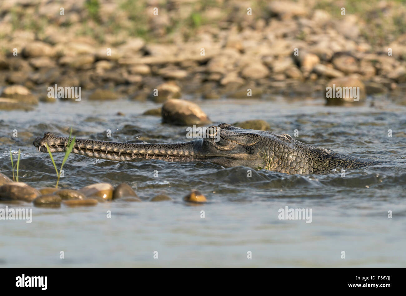 gharial or false gavial close-up portrait in the river. Wildlife animal ...