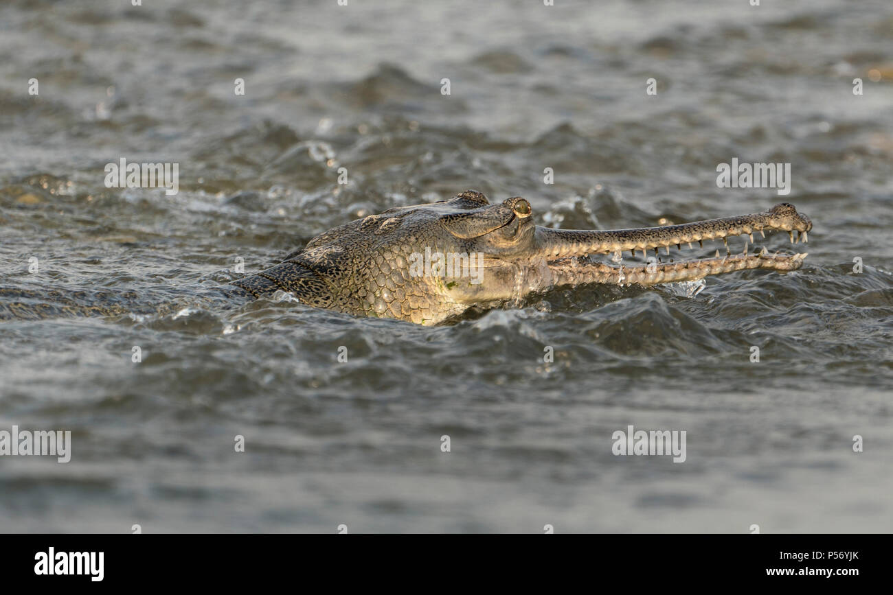 gharial or false gavial close-up portrait in the river. Wildlife animal ...