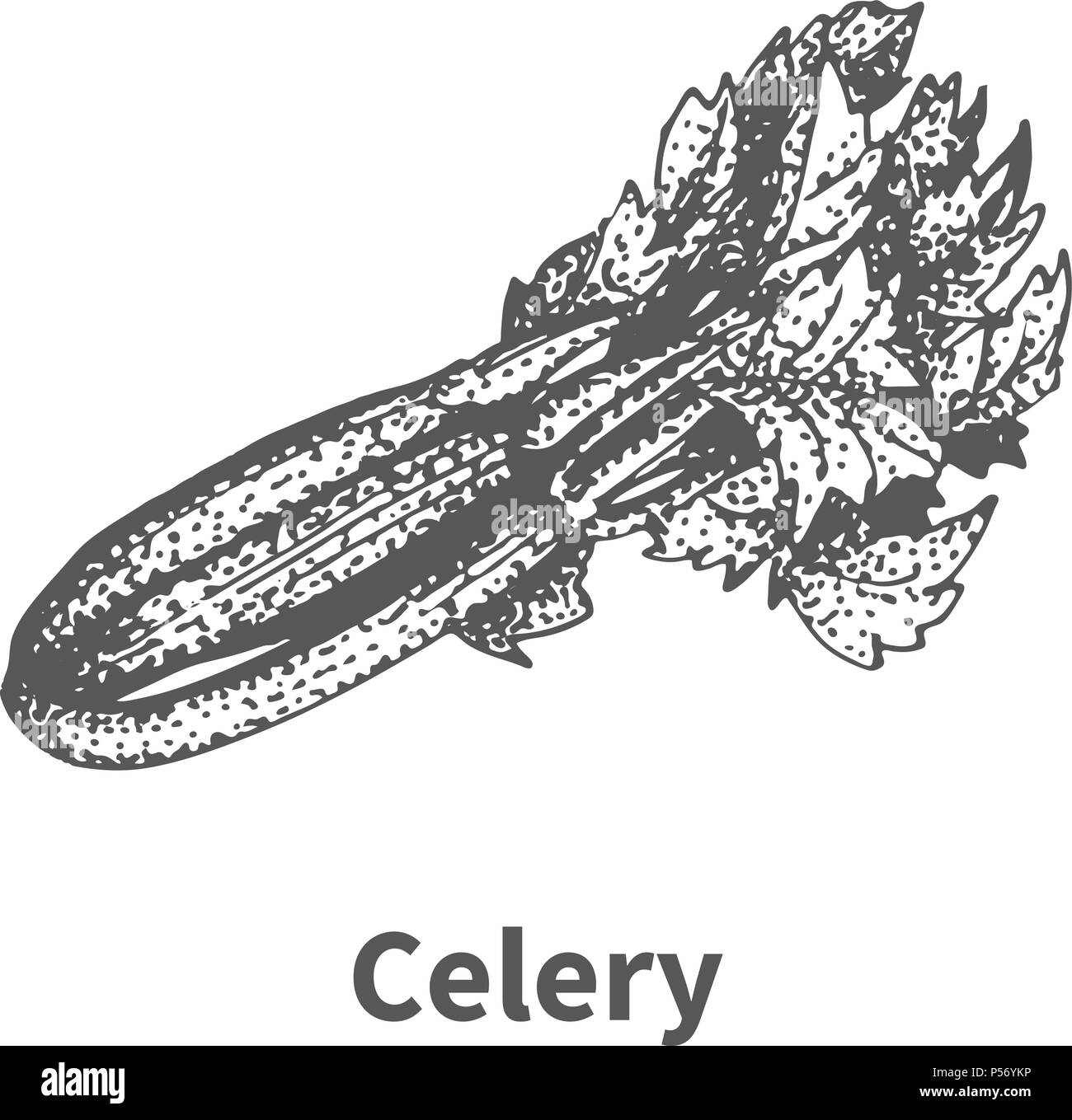 Vector illustration hand-drawn celery Stock Vector Image & Art - Alamy