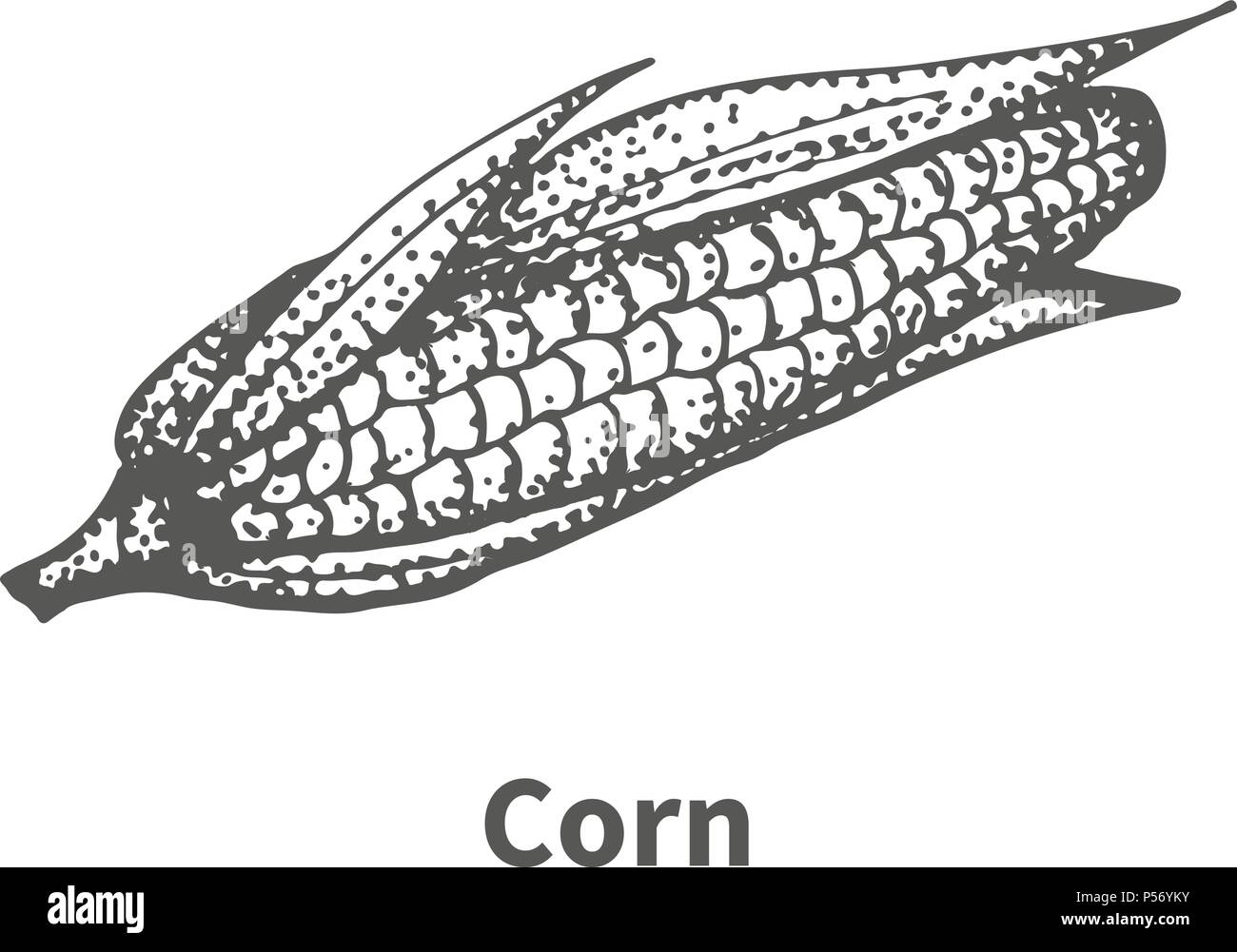 Vector illustration hand-drawn corn Stock Vector Image & Art - Alamy