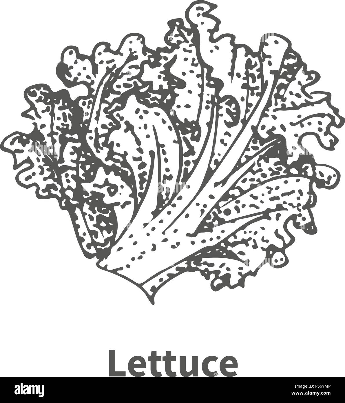 Farming lettuce Stock Vector Images - Alamy