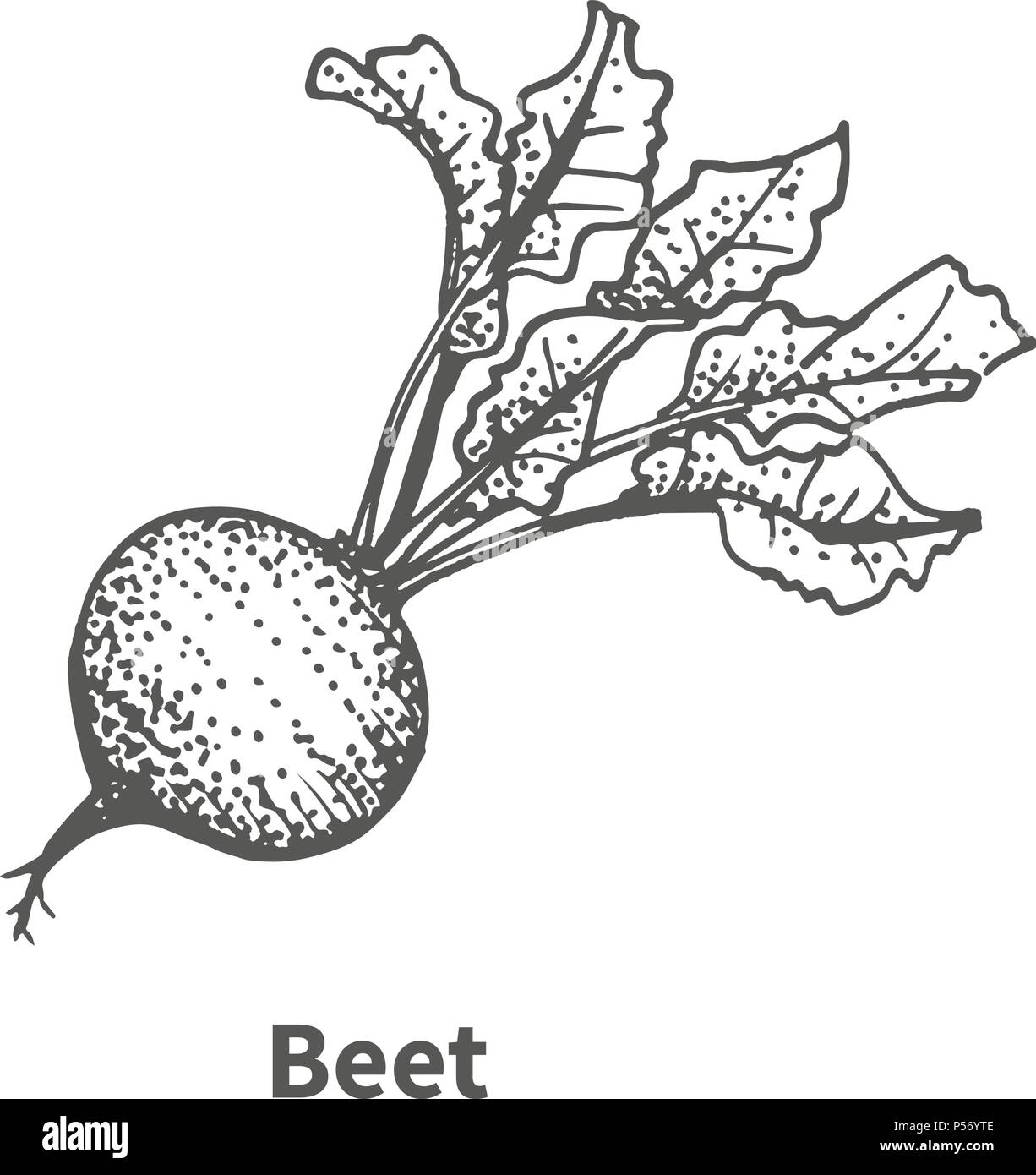 Vector illustration hand-drawn beet Stock Vector Image & Art - Alamy