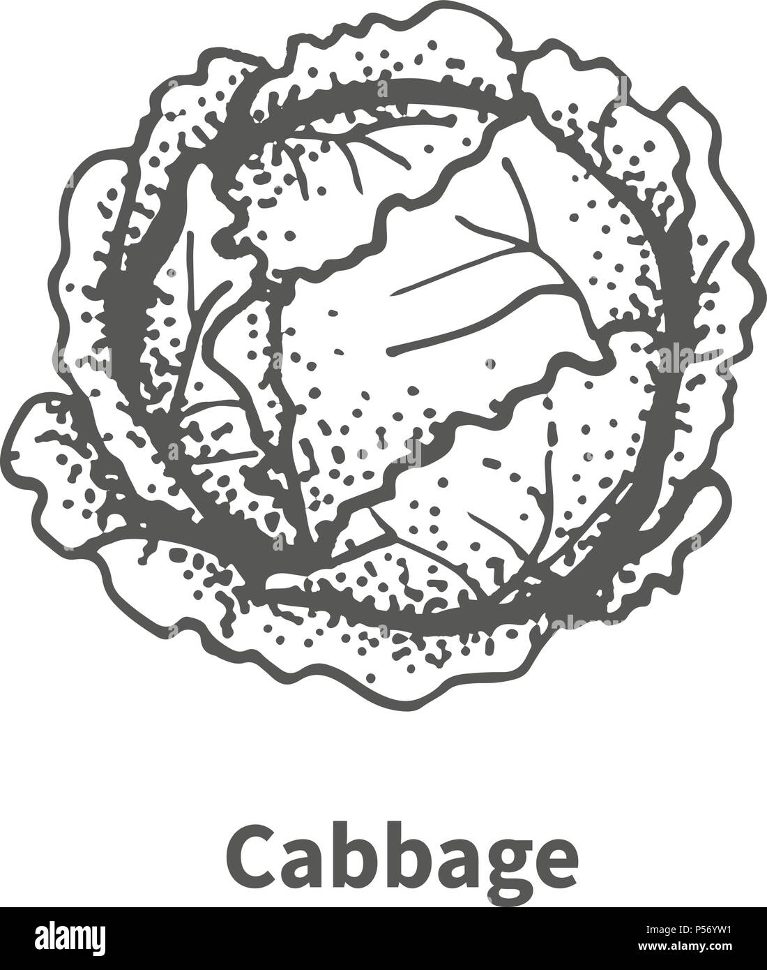 Vector illustration hand-drawn cabbage Stock Vector Image & Art - Alamy