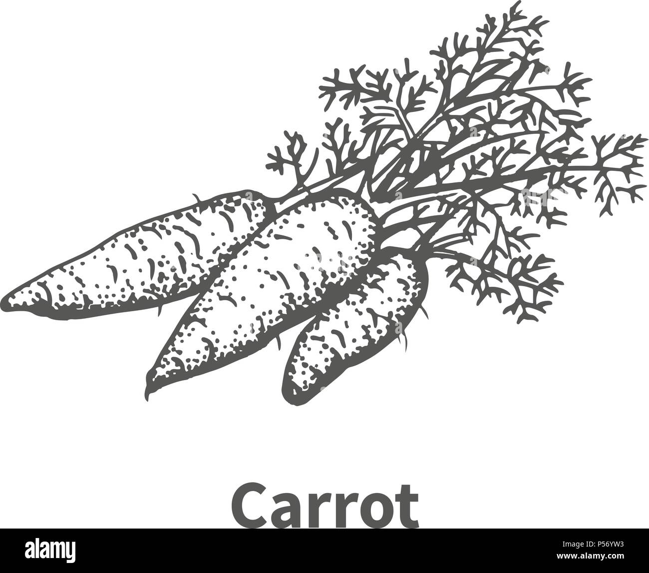 Vector illustration hand-drawn carrot Stock Vector Image & Art - Alamy