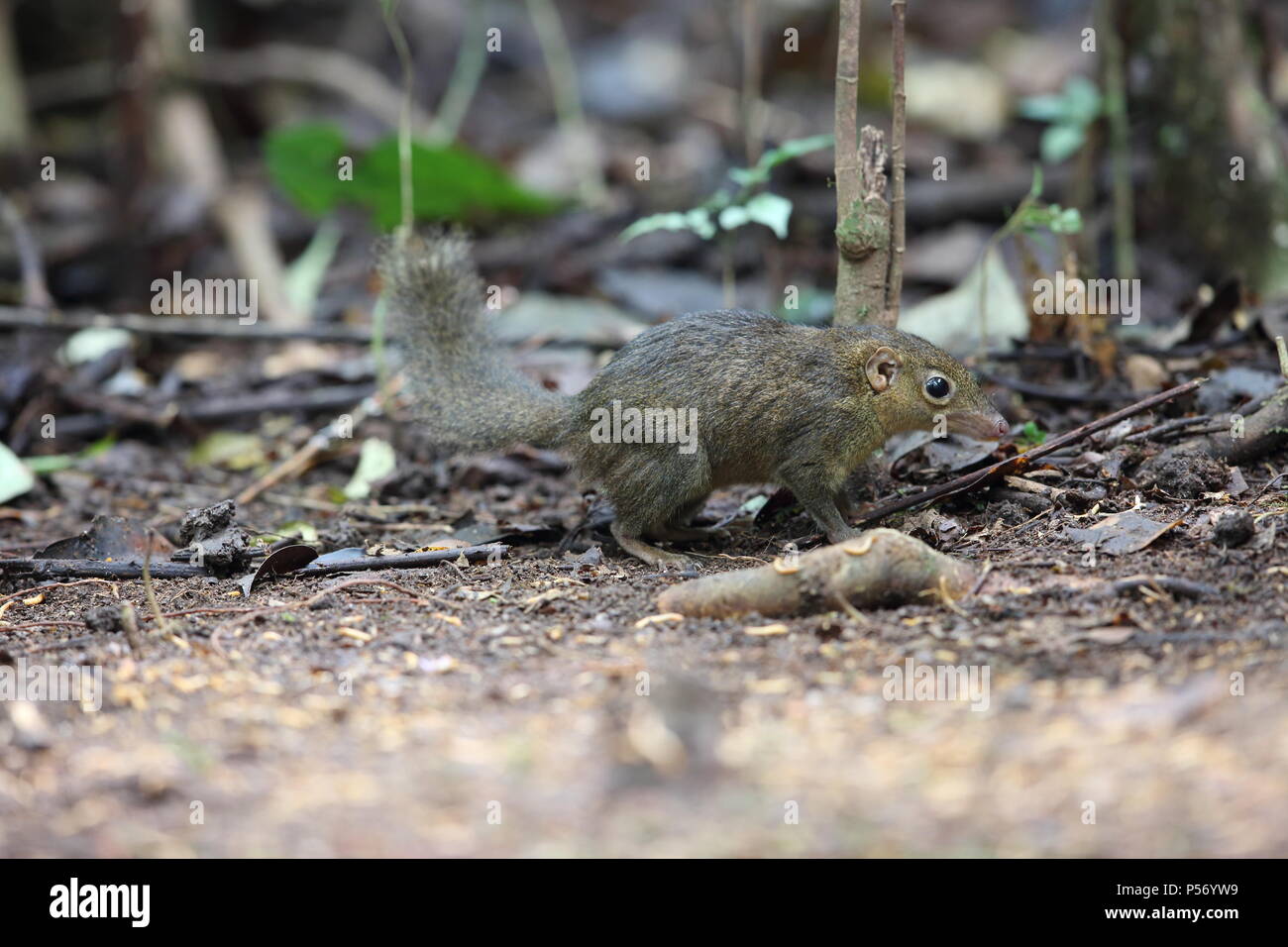 Tupaia hi-res stock photography and images - Alamy