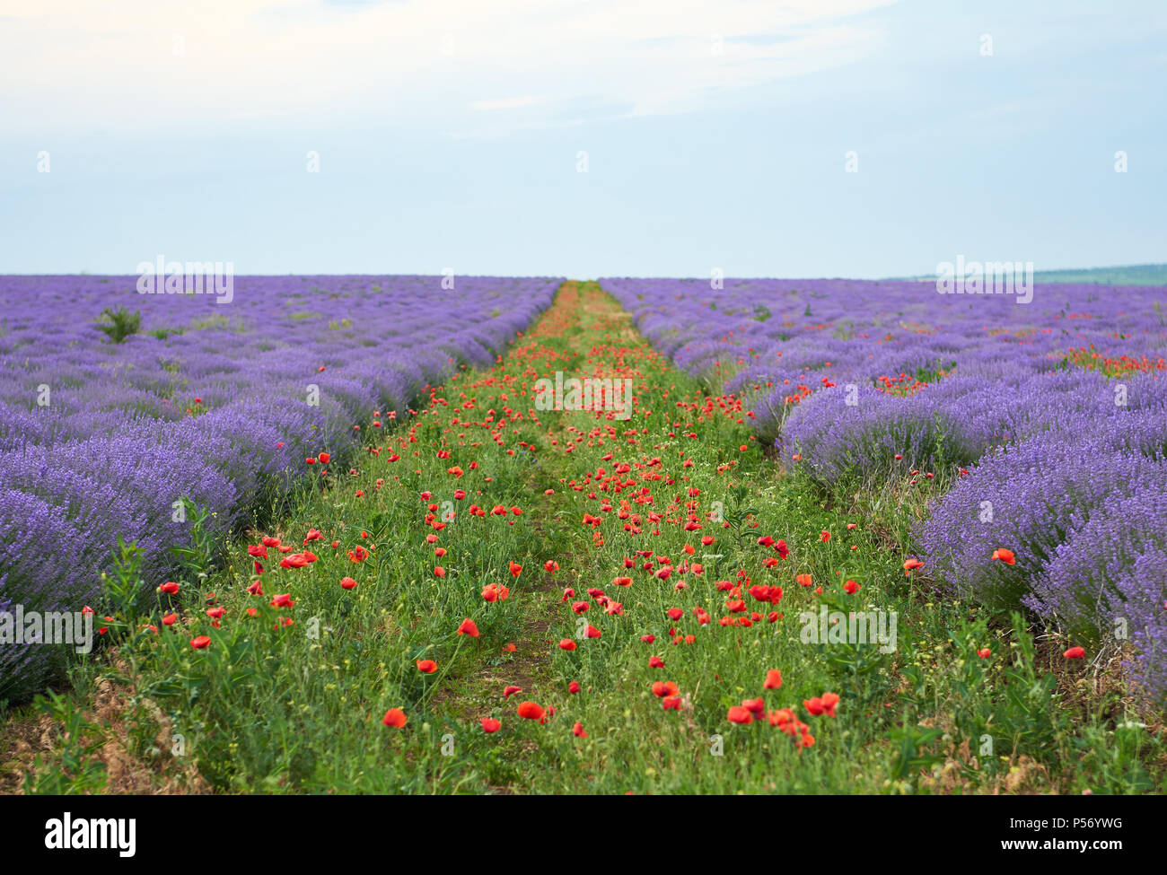 lavender field with poppy flowers, beautiful summer landscape Stock ...