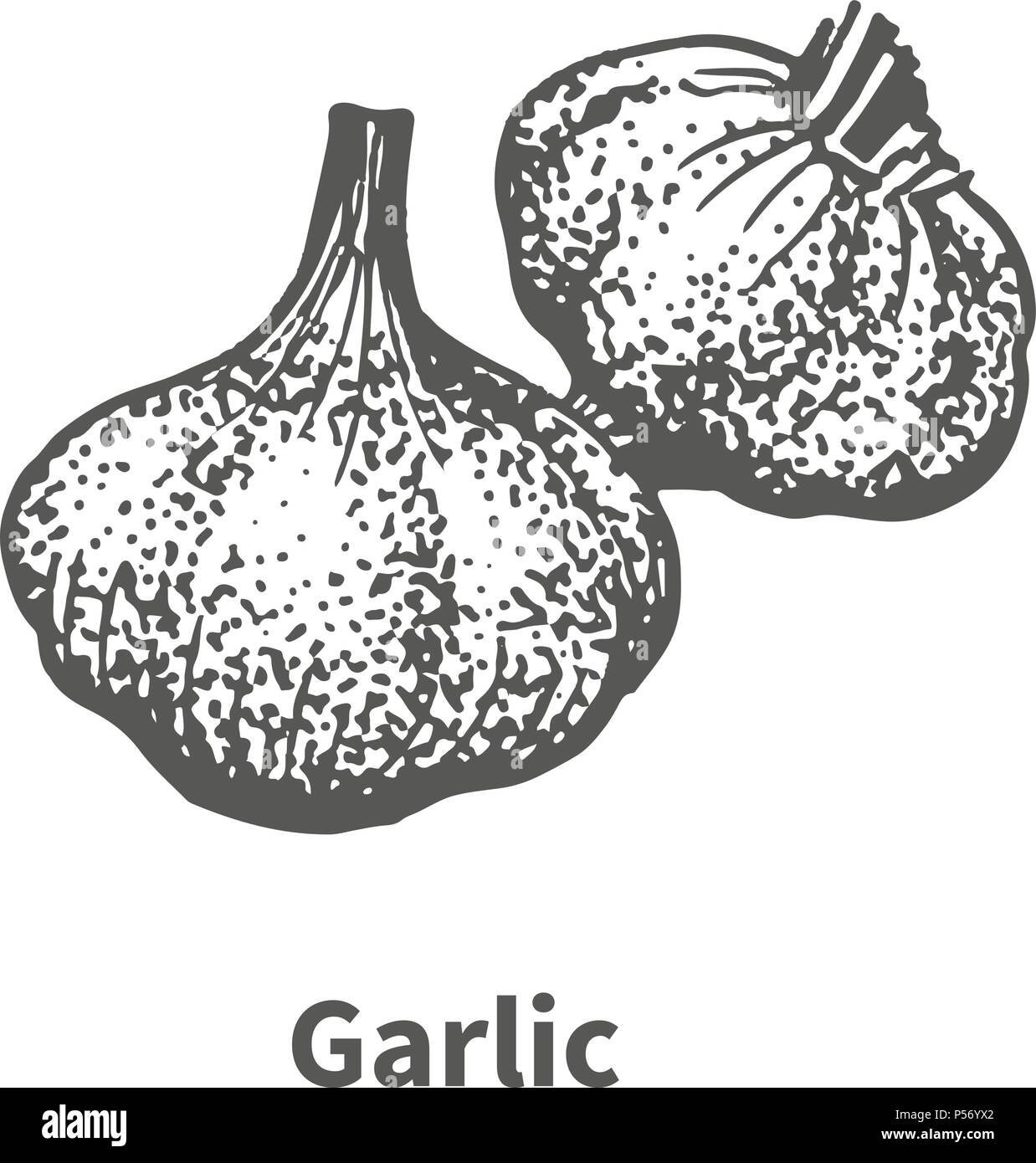 Vector illustration hand-drawn garlic Stock Vector Image & Art - Alamy