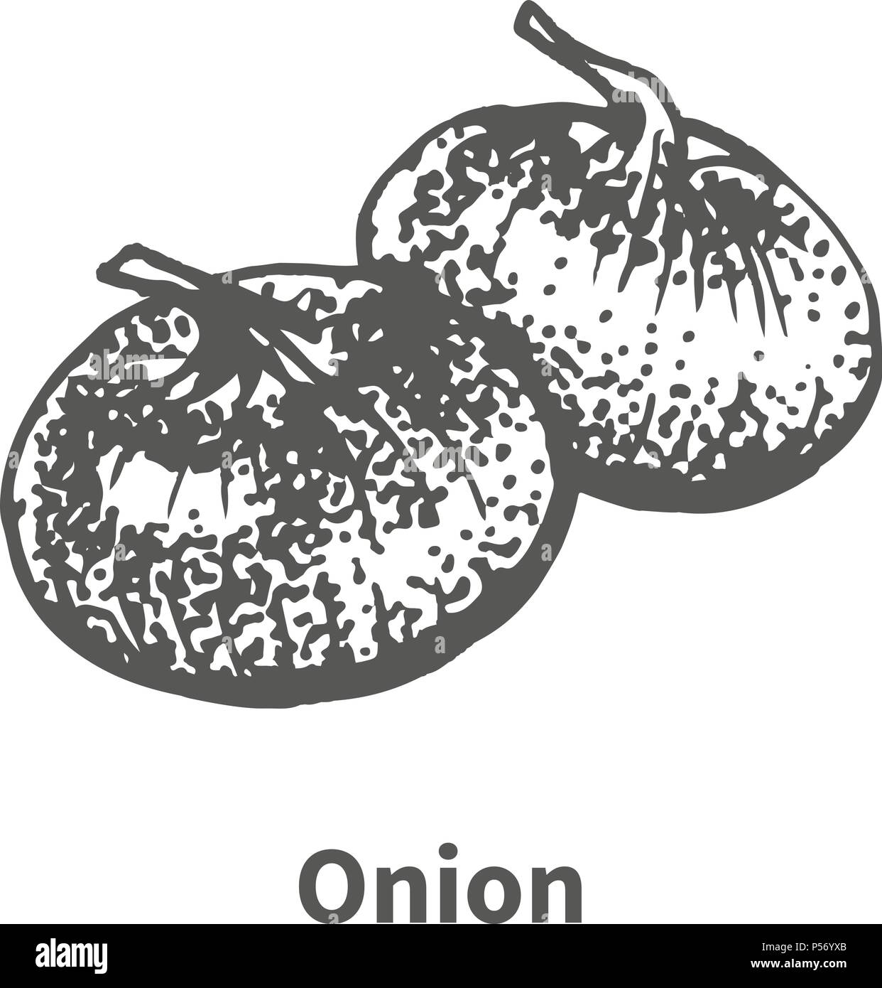 Vector illustration hand-drawn onion Stock Vector Image & Art - Alamy