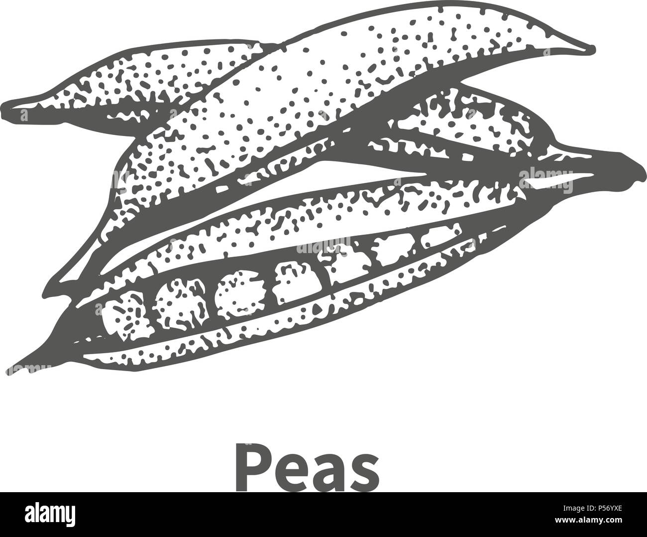 Pea plant drawing hi-res stock photography and images - Alamy
