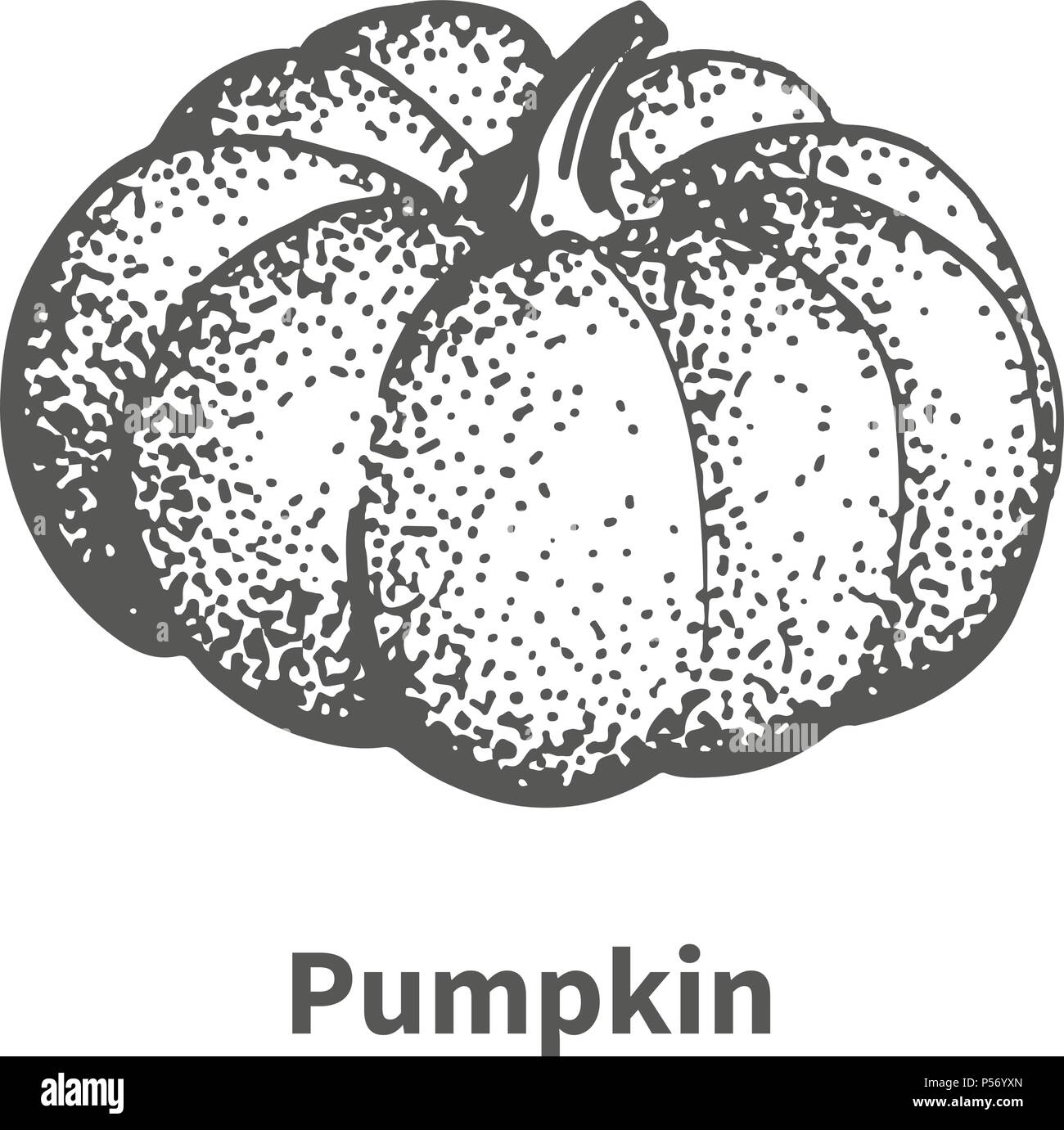 Vector illustration hand-drawn pumpkin Stock Vector Image & Art - Alamy