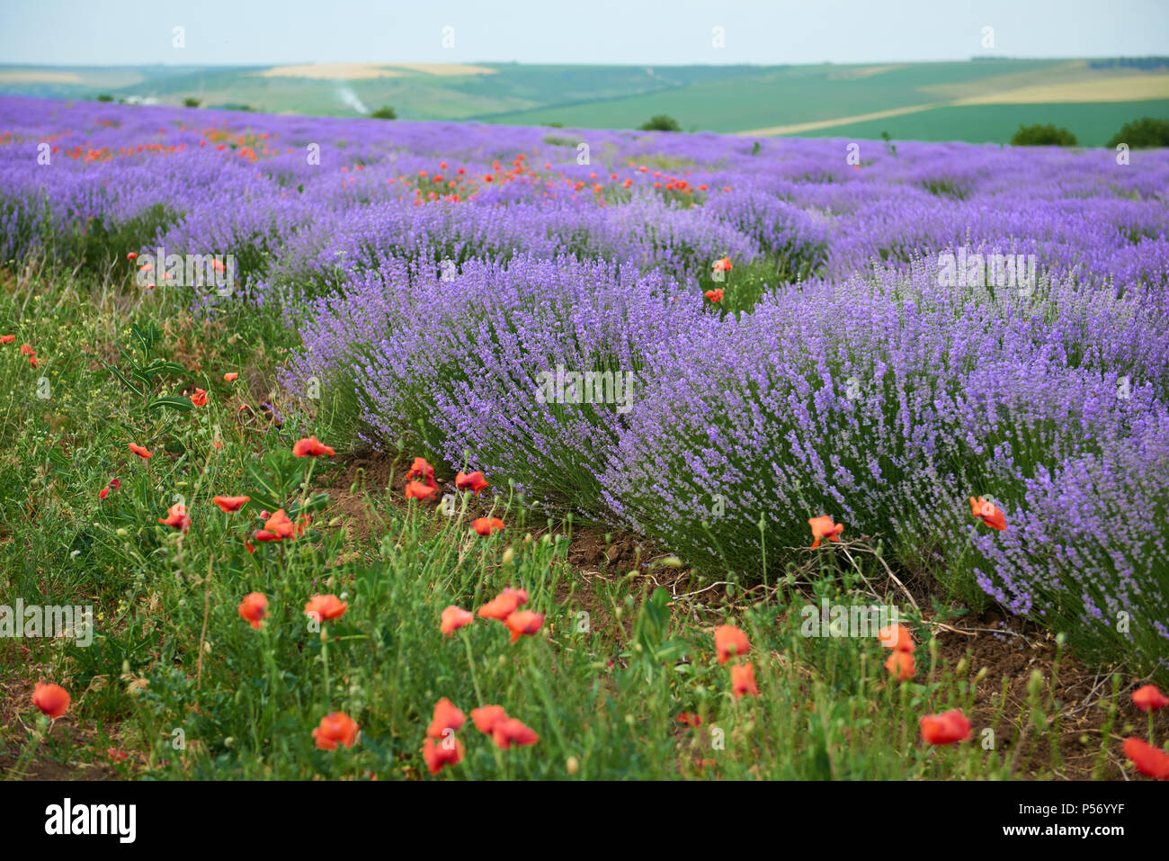 lavender field with poppy flowers, beautiful summer landscape Stock ...