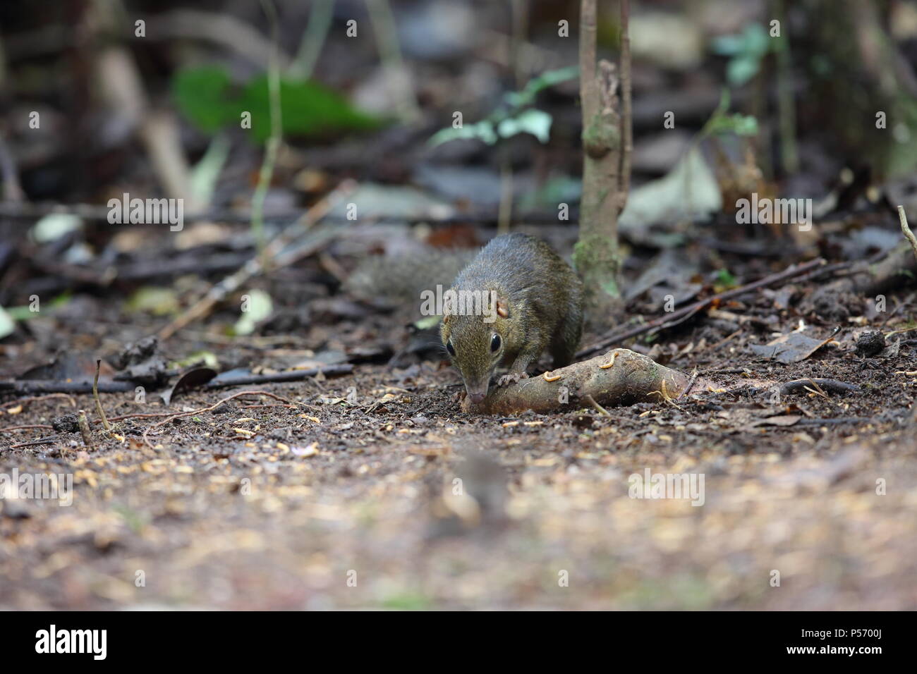 Tupaia hi-res stock photography and images - Alamy