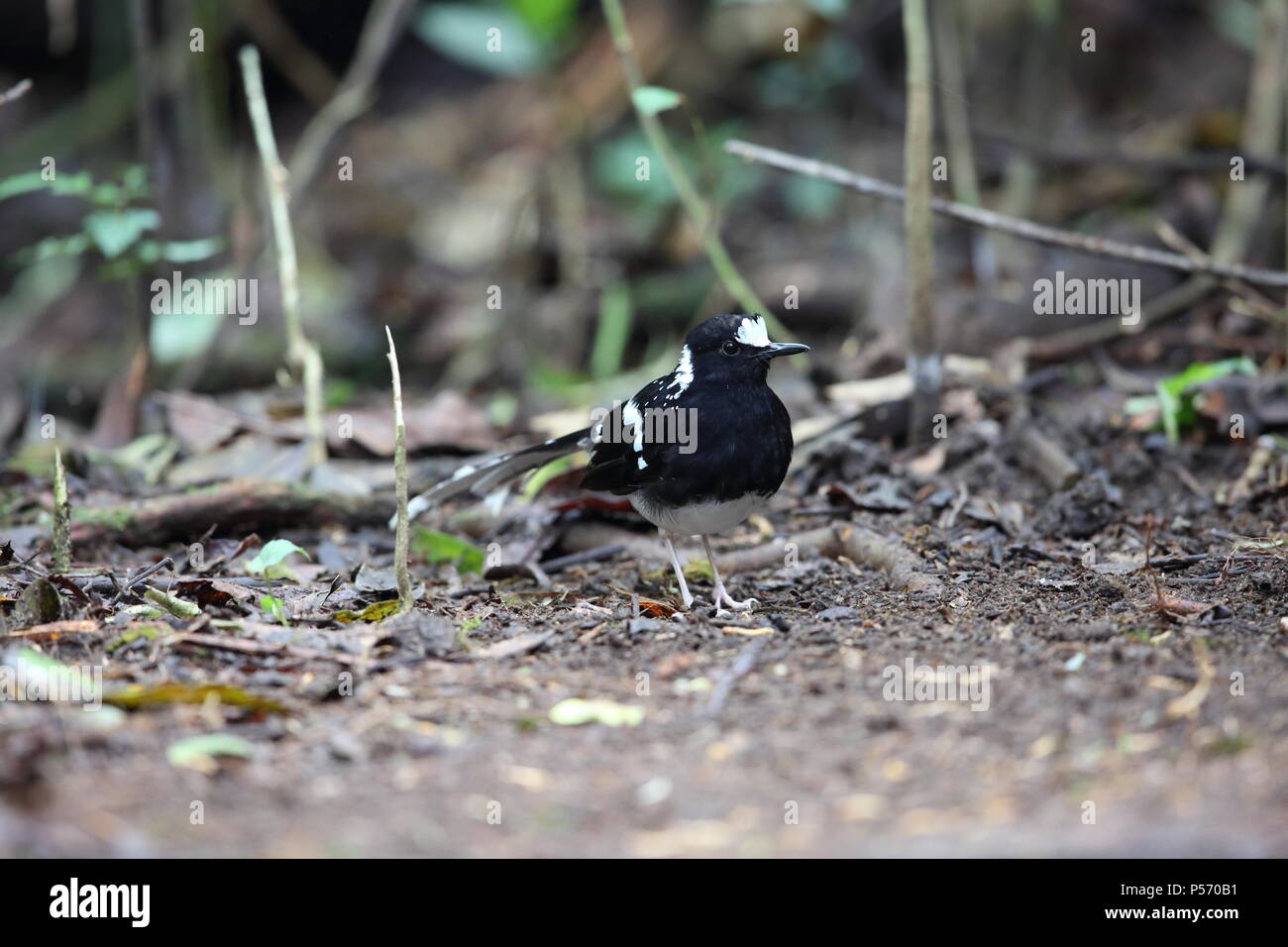Spotted forktail (Enicurus maculatus) in Dalat, Vietnam Stock Photo - Alamy