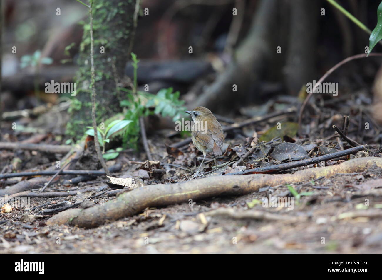 Lesser shortwing (Brachypteryx leucophris) in Dalat , Vietnam Stock ...
