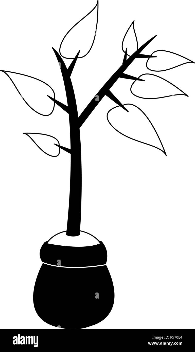 Healthy plant development Black and White Stock Photos & Images - Alamy