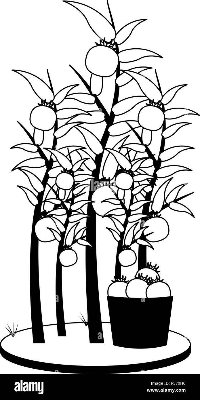 Tomato Plant Clip Art Black And White