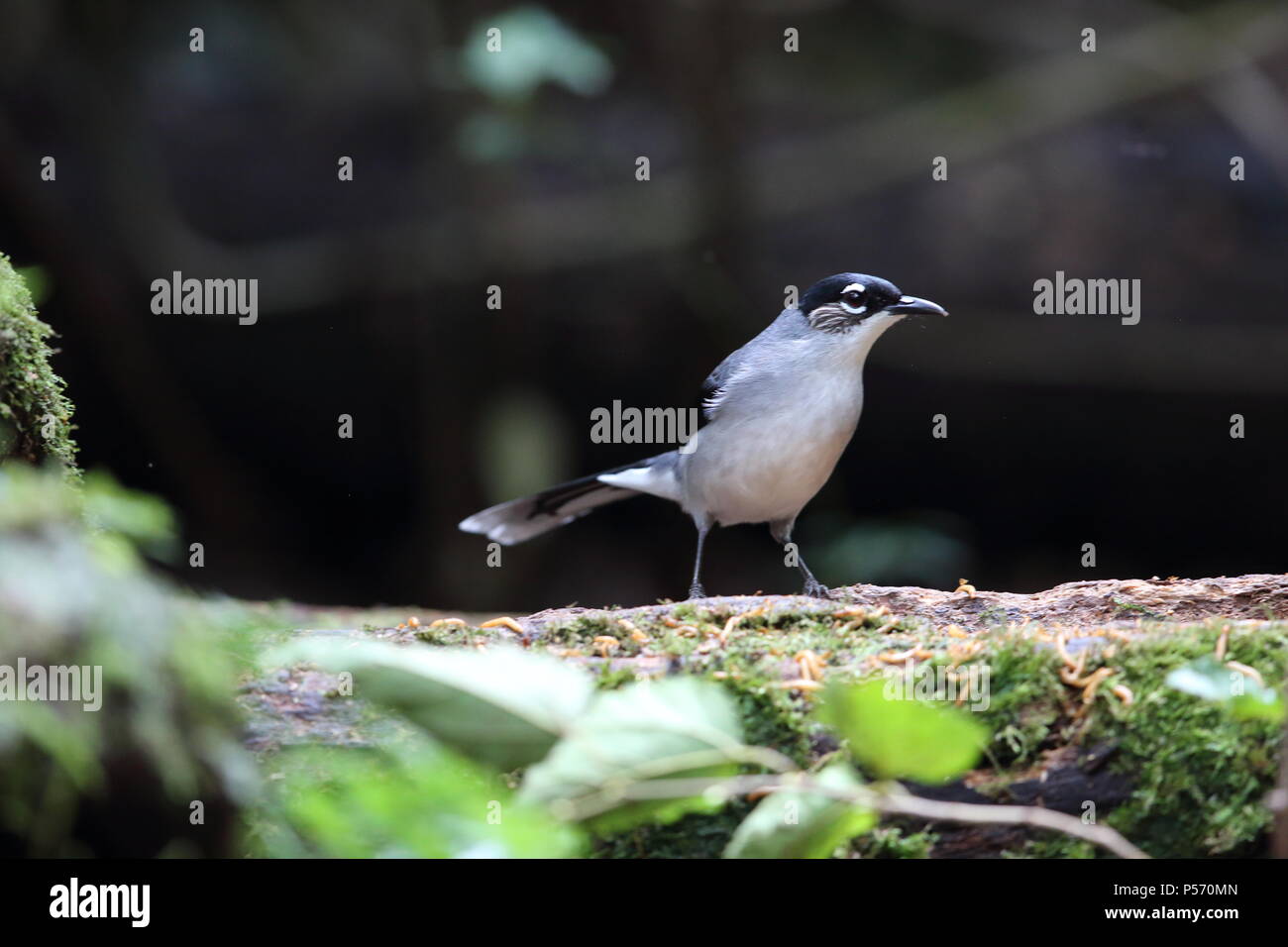 Black-headed Sibia (Heterophasia desgodinsi robinsoni) in Dalat ...