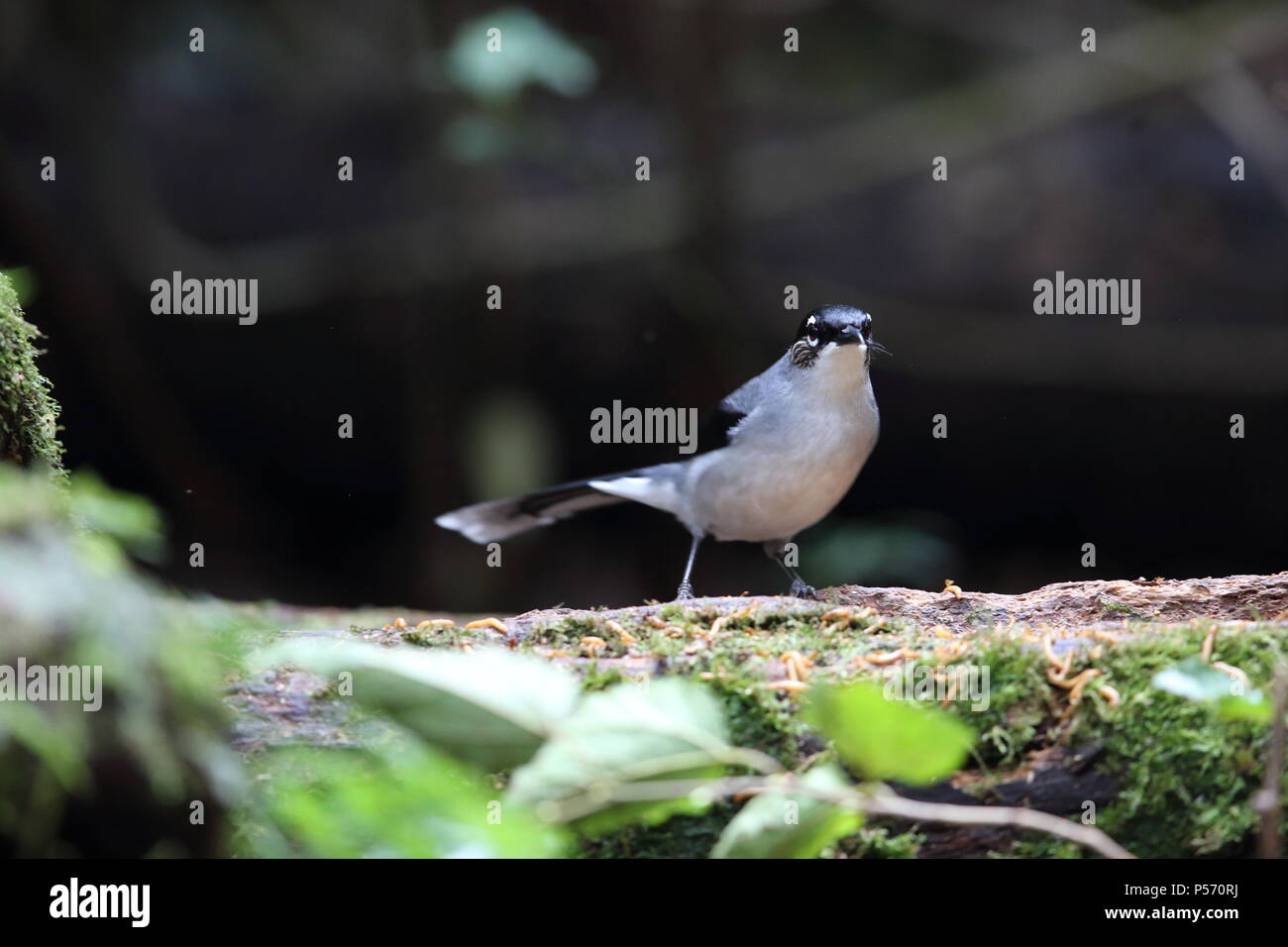 Black-headed Sibia (Heterophasia desgodinsi robinsoni) in Dalat ...