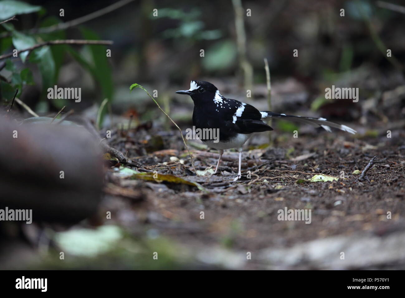 Spotted forktail (Enicurus maculatus) in Dalat, Vietnam Stock Photo - Alamy