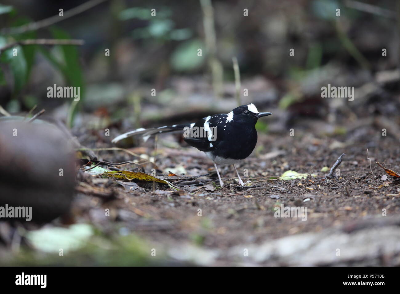 Forktail bird hi-res stock photography and images - Alamy