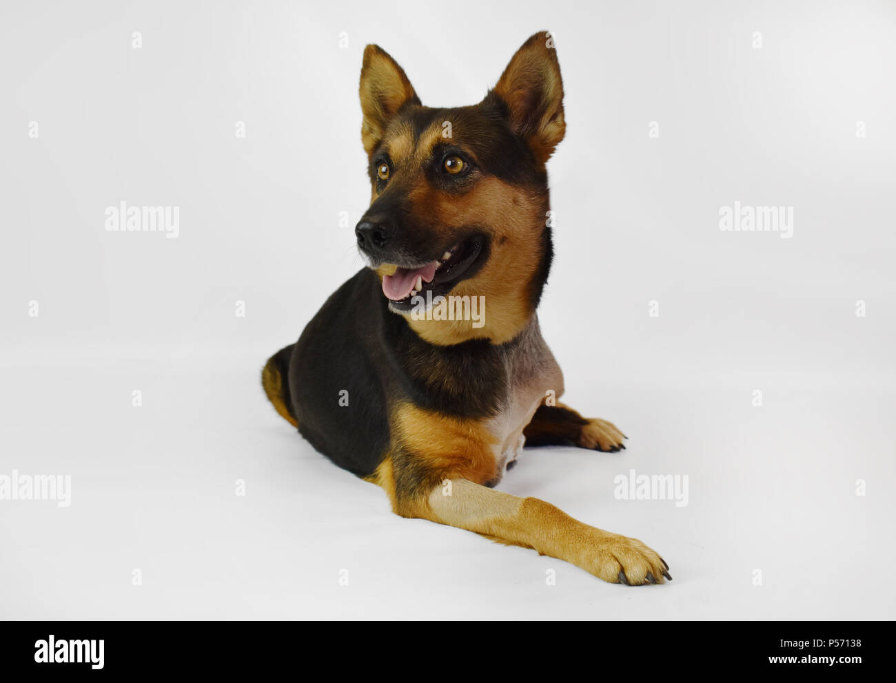 Dog missing leg hi-res stock photography and images - Alamy