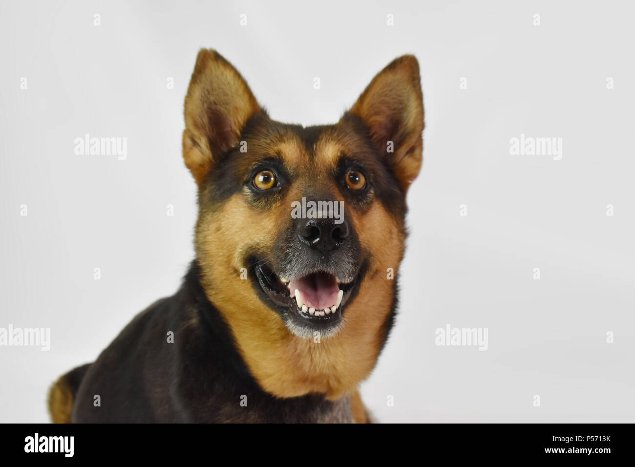 German Shepherd tripod shelter dog, three legs, missing one leg ...