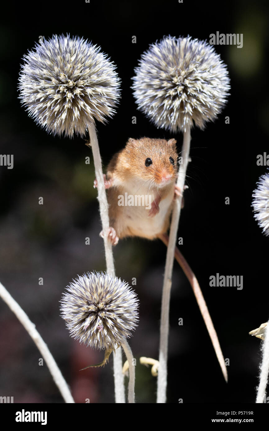 Close up of a mouse climbing between two flower stems Stock Photo - Alamy