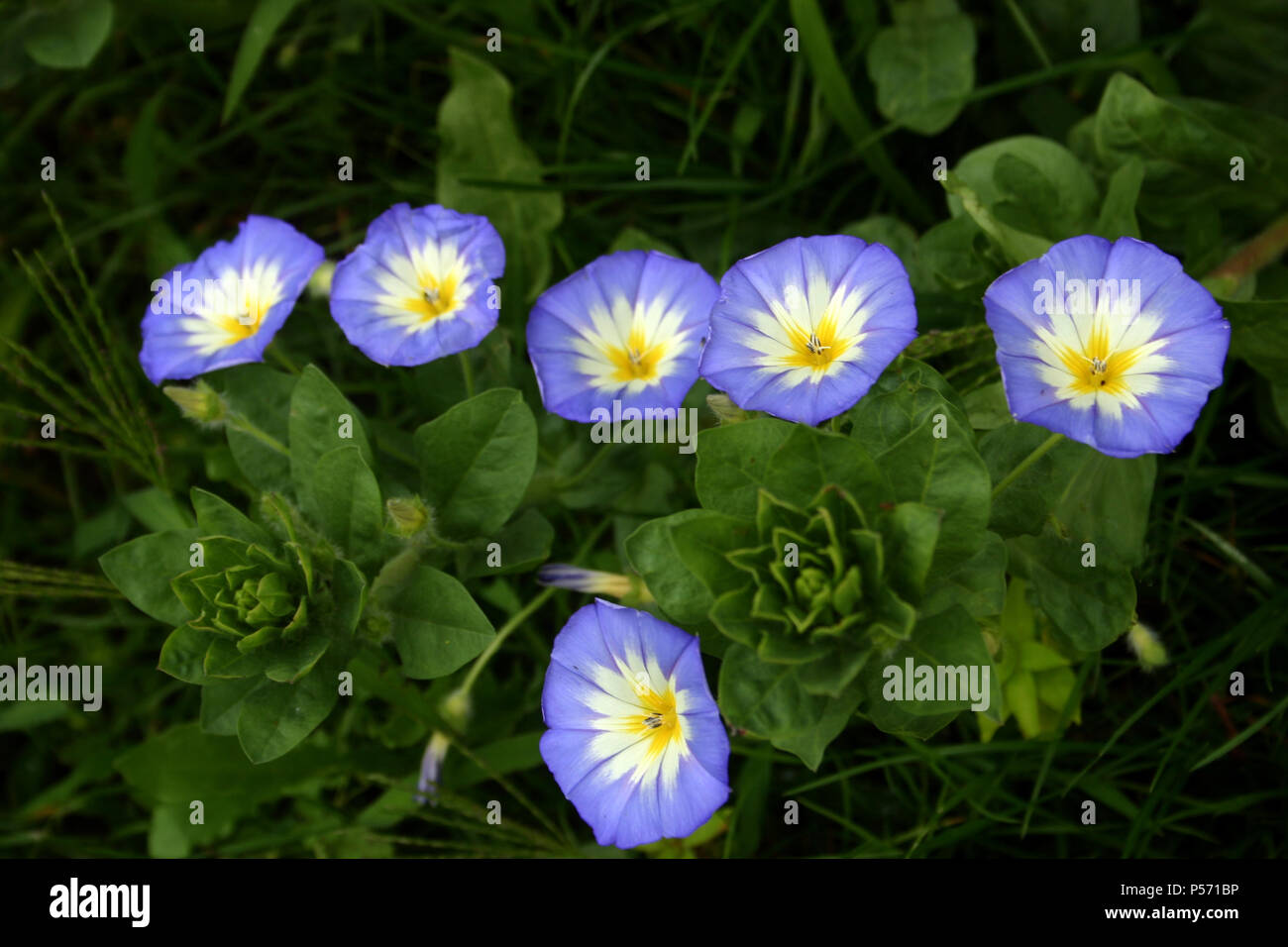 Heavenly blue variety hi-res stock photography and images - Alamy