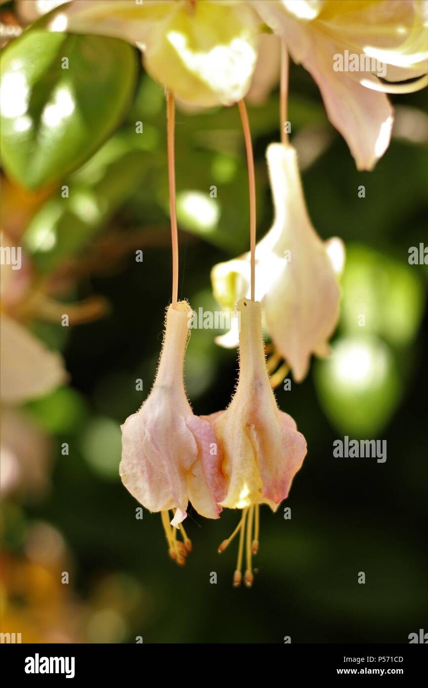 Bell lantern shaped flower hi-res stock photography and images - Alamy