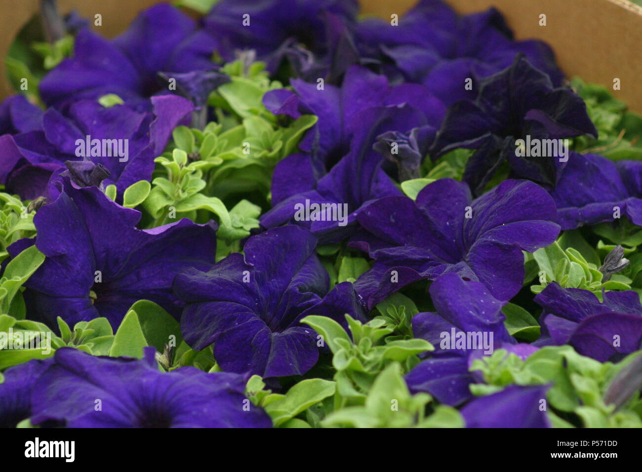 Petunia Dreams Midnight