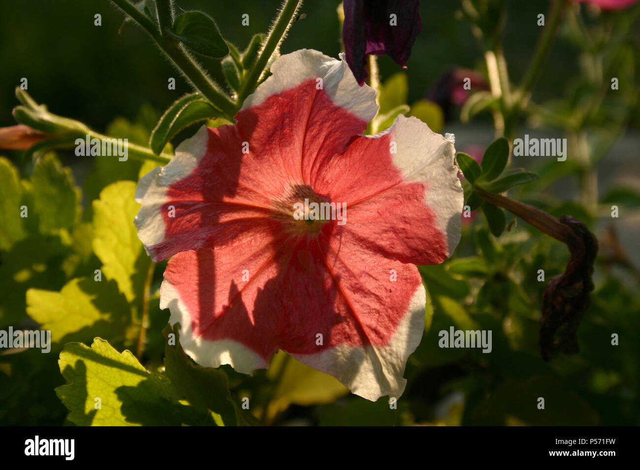 Red picotee hi-res stock photography and images - Alamy
