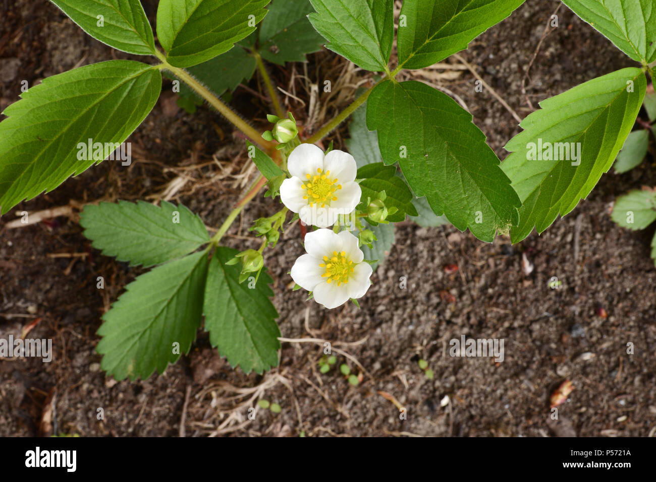 top view strawberry plant with flowers Stock Photo - Alamy