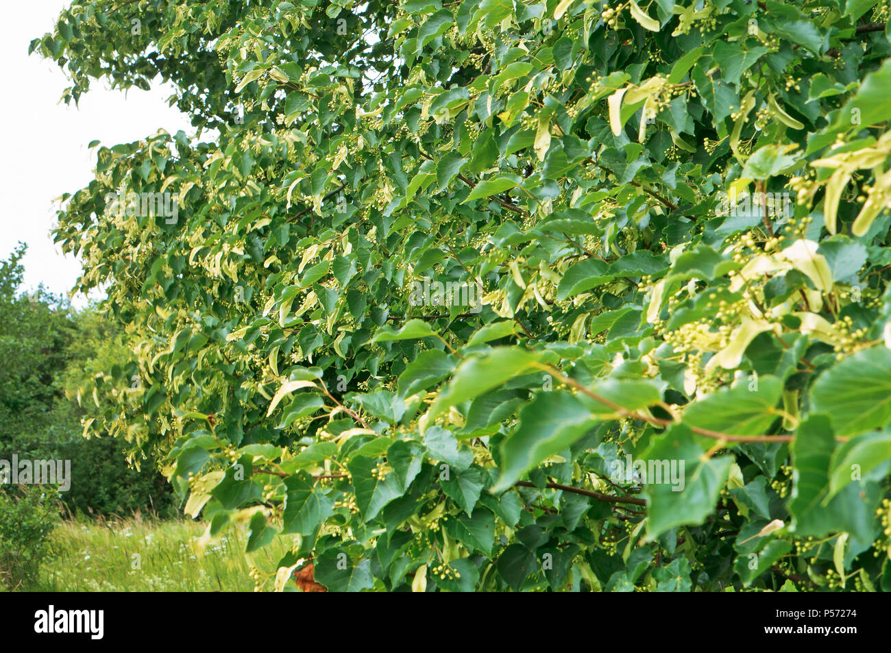 Linden flowers blooming, Linden tree flowering, branches of a flowering ...