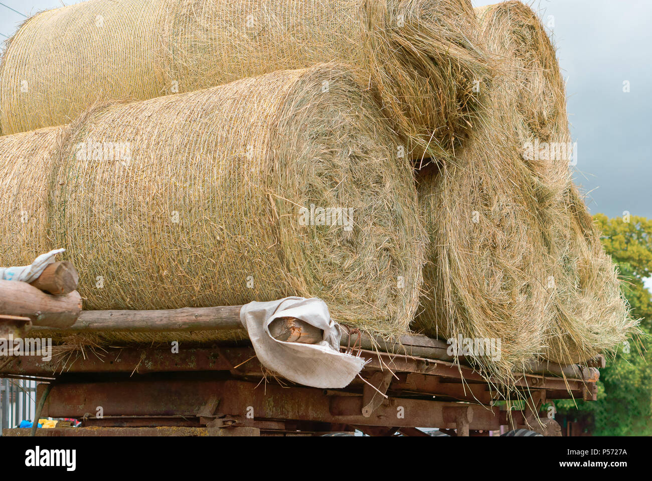 straw rolls in the trailer of the agricultural machine, the tractor ...