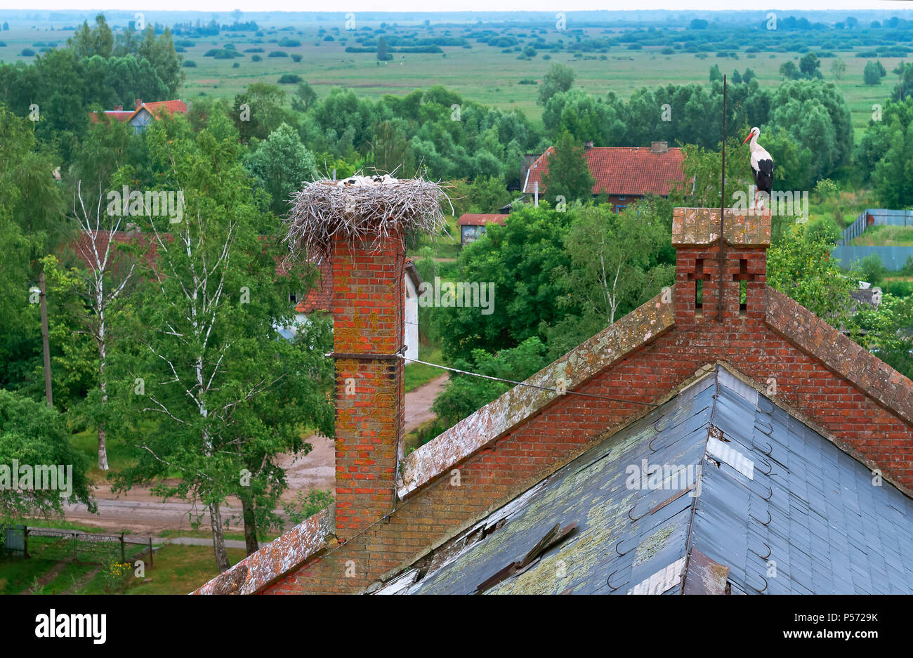 stork nest on the roof of a red brick building, stork in the nest on an ...