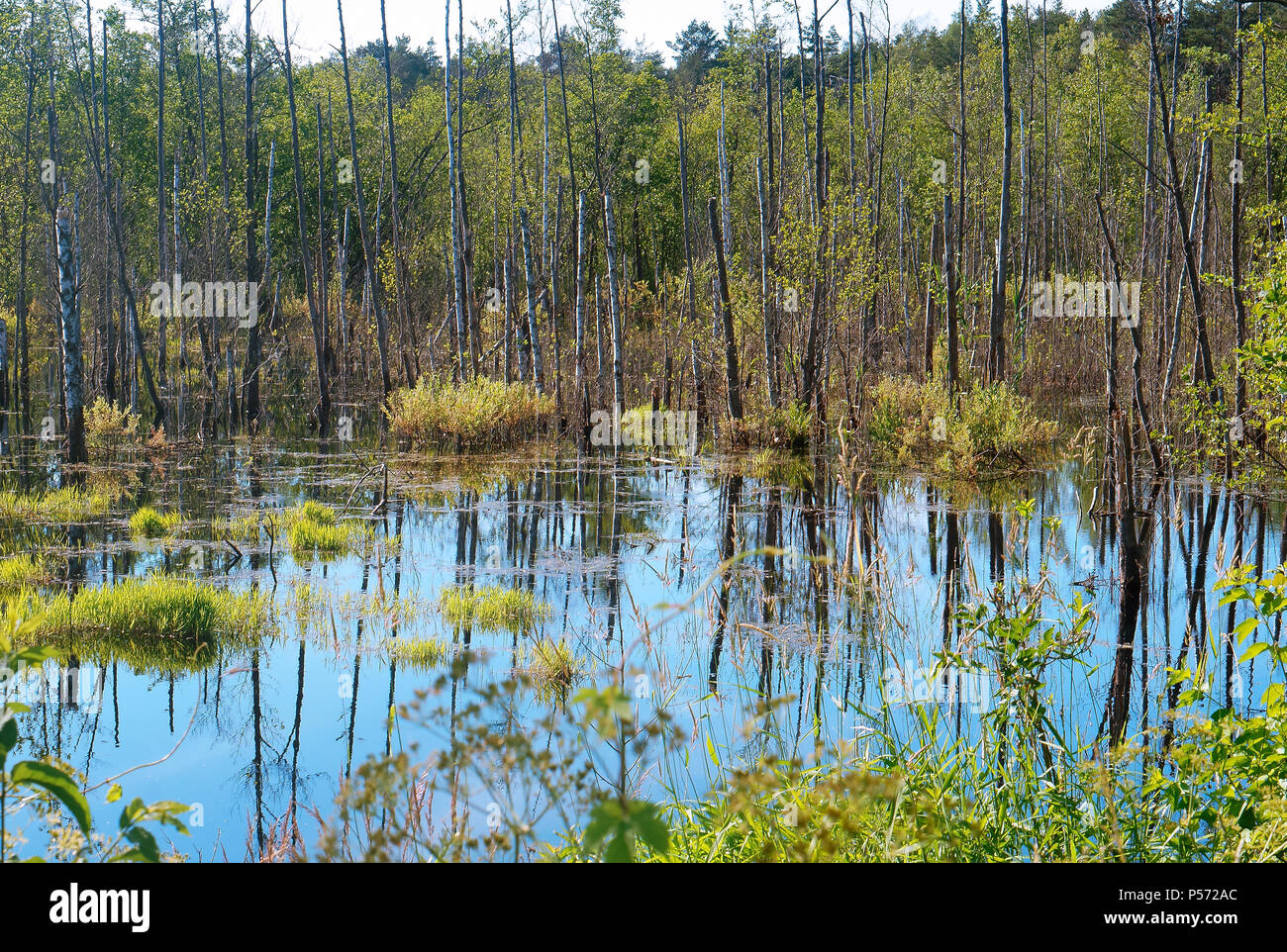picturesque beautiful swamp, dry tree trunks in the swamp Stock Photo ...