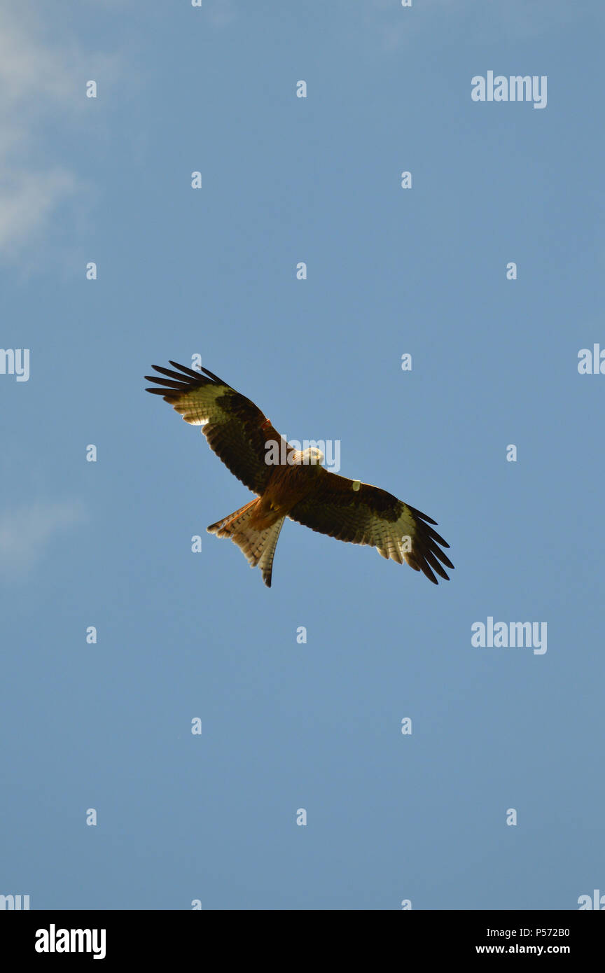 Red Kite Soaring Overhead Against a Clear Blue Sky Stock Photo - Alamy