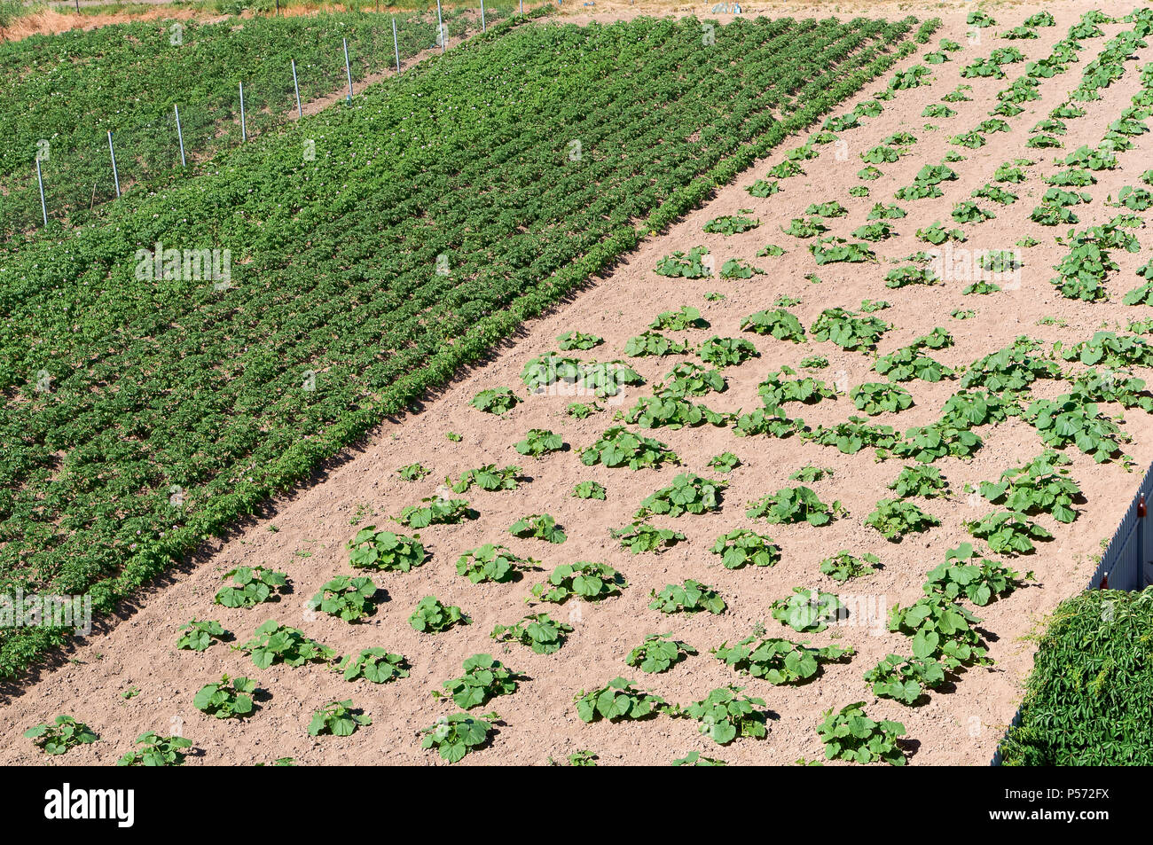 Sprouts young corn plants hi-res stock photography and images - Alamy