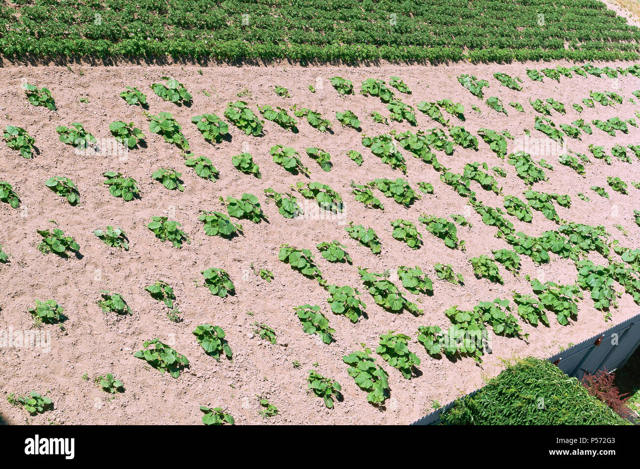 sown fields, growing vegetables, young sprouts of agricultural plants ...