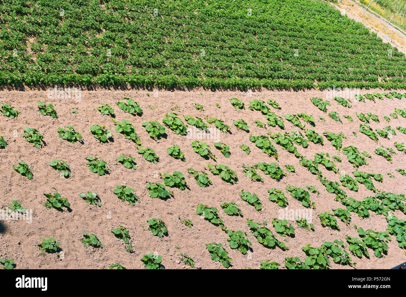 sown fields, growing vegetables, young sprouts of agricultural plants ...