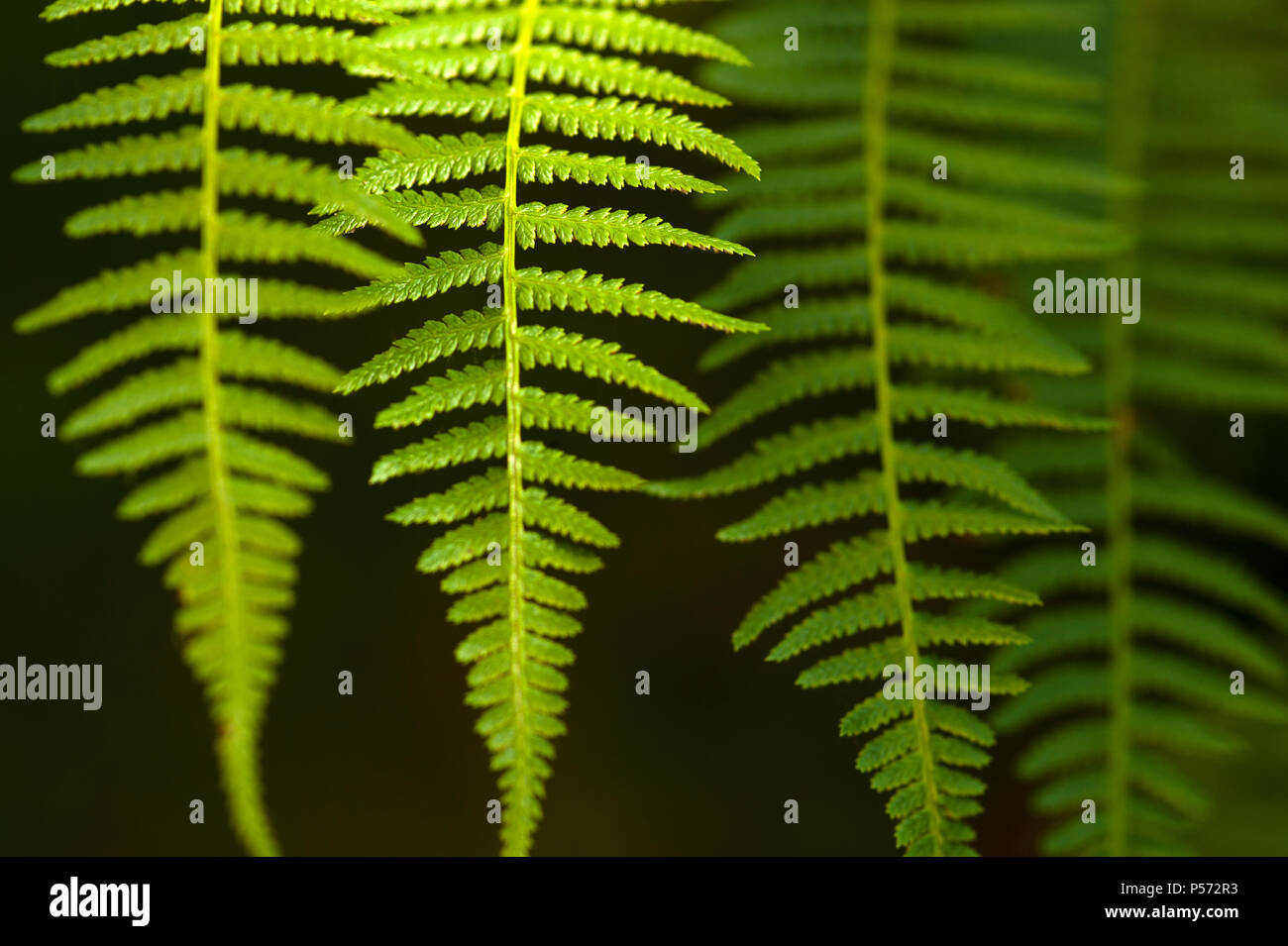 Close-up of ferns in forest setting rich greens and nature's patterns ...