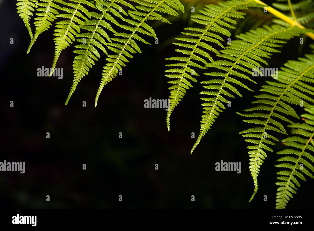 Close-up of ferns in forest setting rich greens and nature's patterns ...