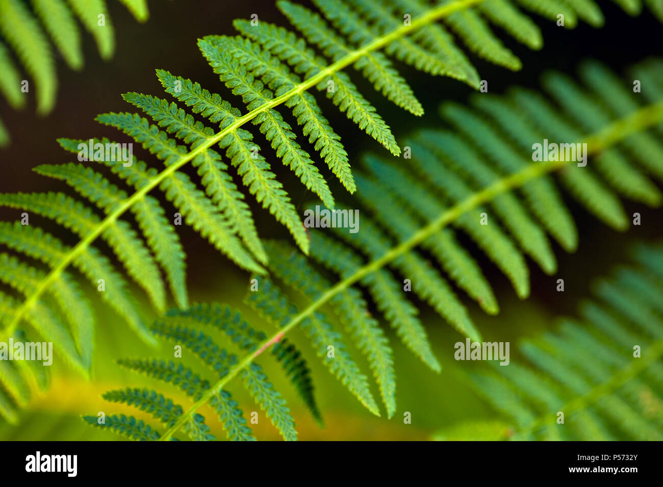 Close-up of ferns in forest setting rich greens and nature's patterns ...