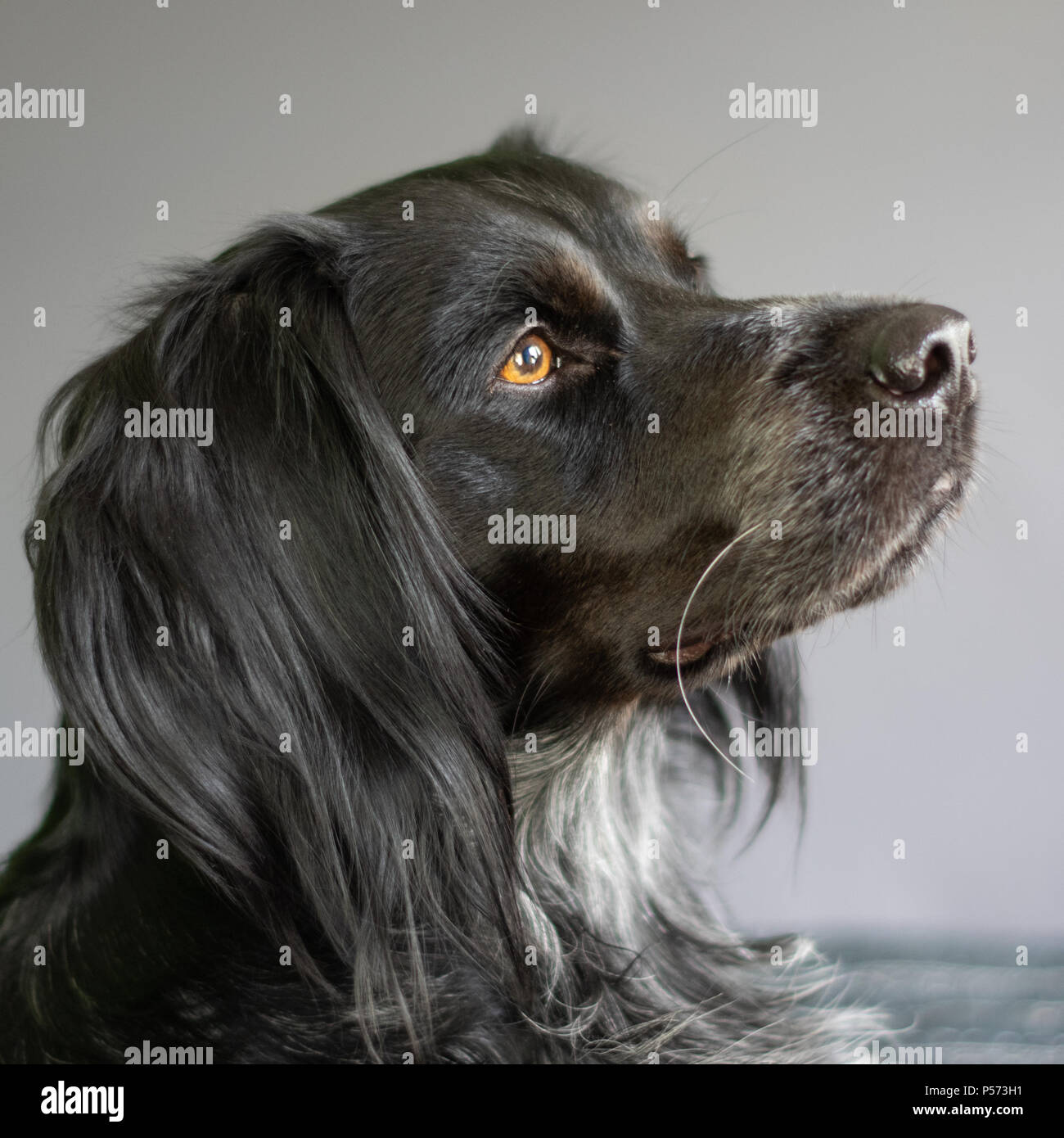 Adorable Black and Silver Spaniel Profile with Serious Expression Stock ...