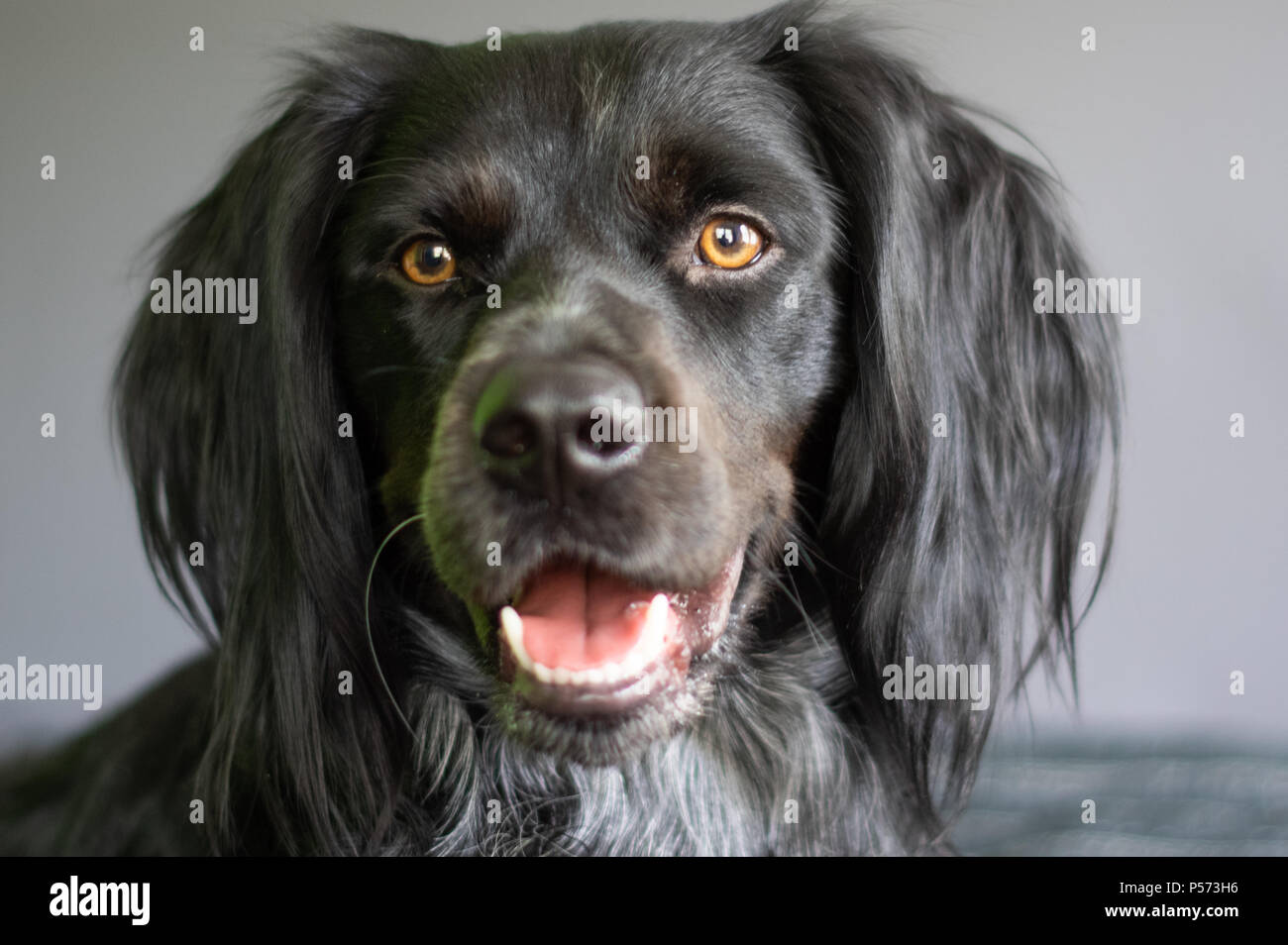 Cute Black Spaniel Dog with Friendly Expression Stock Photo - Alamy
